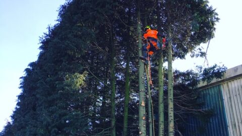 Tree Surgeons Plymouth | Plymouth Tree Services | C & H Tree Surgery